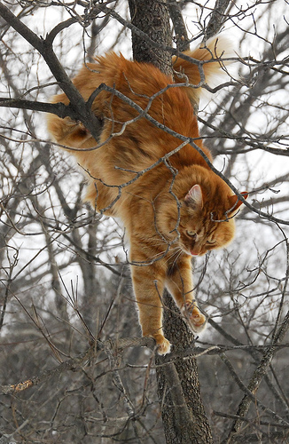 Cat Climbing Trees Moving Vertically Has Great Advantages For The Cat